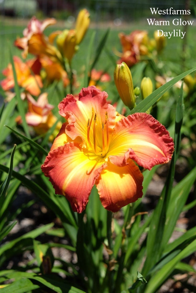 Daylily | Colorful Perennials | Cane Row Nursery & Landscaping
